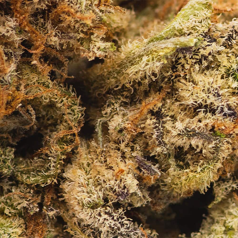 Buy Purple Drank Breath Strain AAA (1oz) | Chronic Store